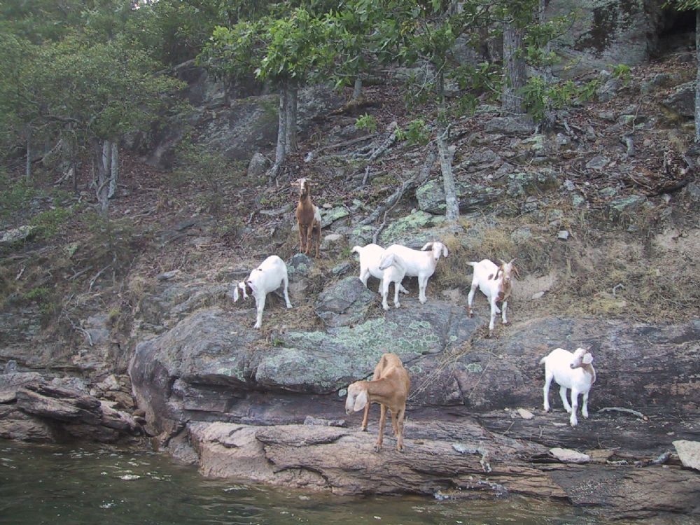 Photo: Goats on Goat Island 29 June 2008