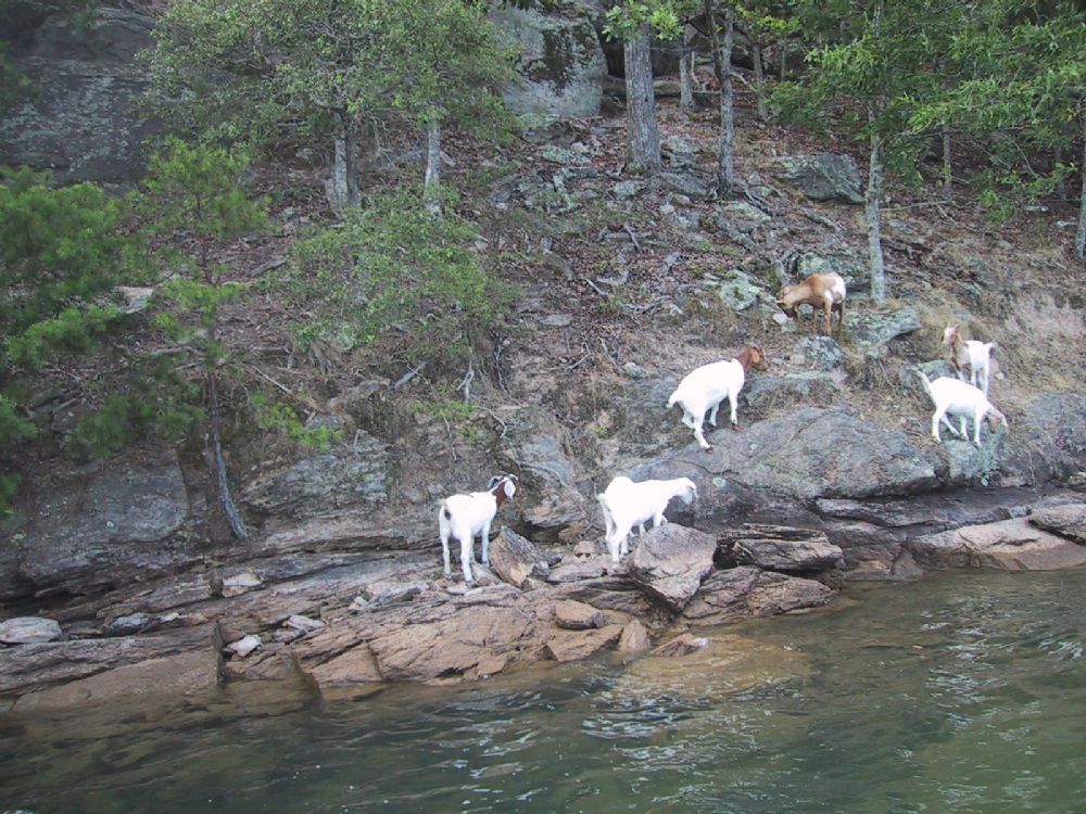 Photo: Goats on Goat Island 29 June 2008