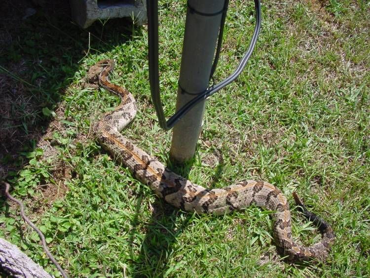 Photo: Snake TV Antennae Pole